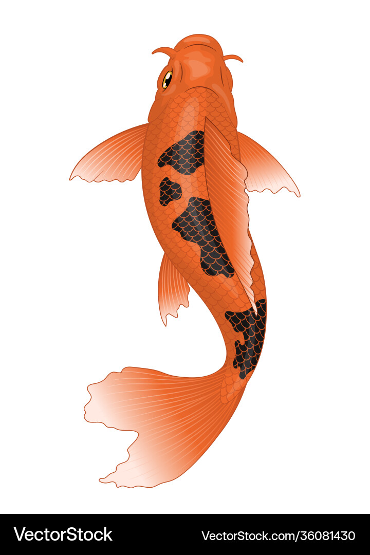 Koi Fish Orange W Black Spots Shubunkin Goldfish