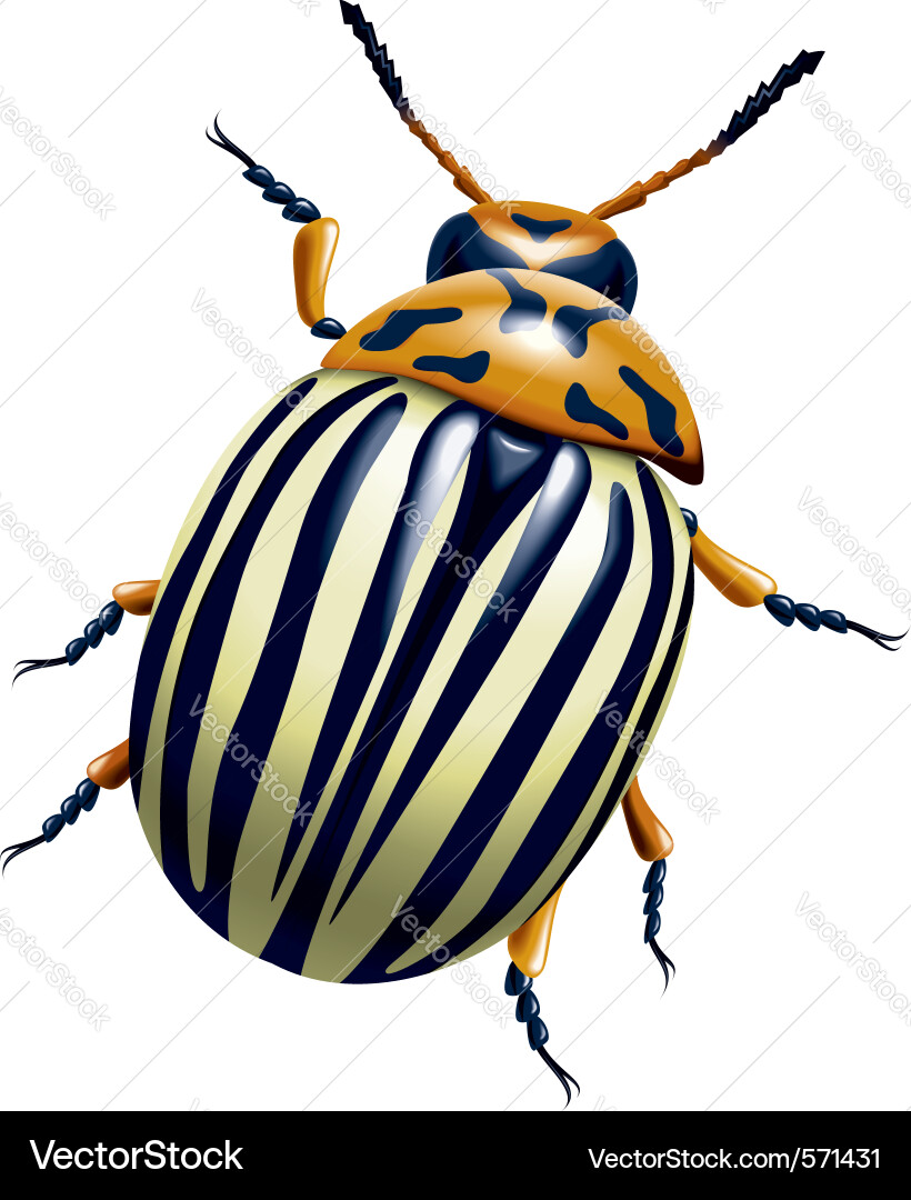 Potato Bug Vector Images (over 2,000)