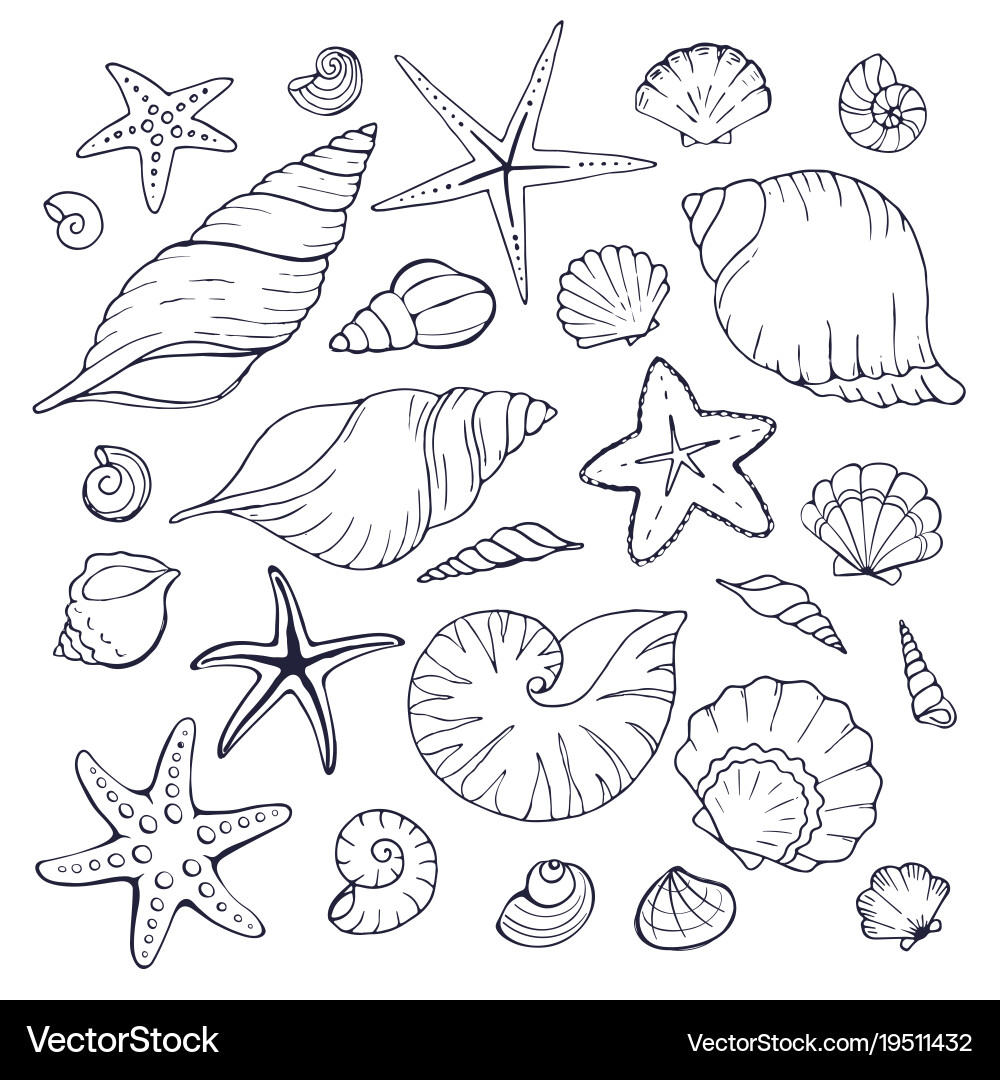 Sea shells collection Royalty Free Vector Image