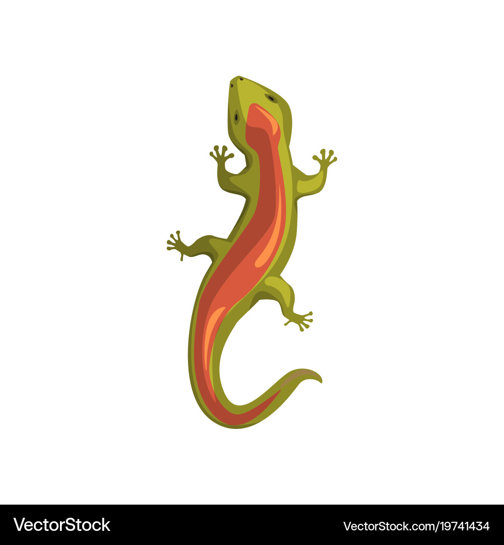 Cartoon Lizard Above View Royalty Free Vector Image