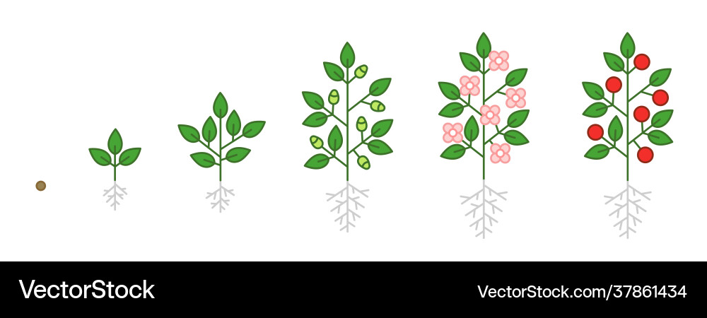 Plant growth stages infographic seedling budding Vector Image
