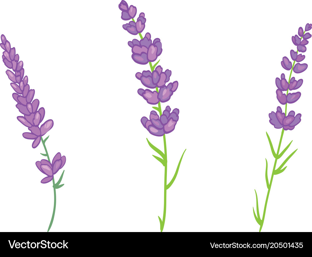 Lavender flowers set Royalty Free Vector Image