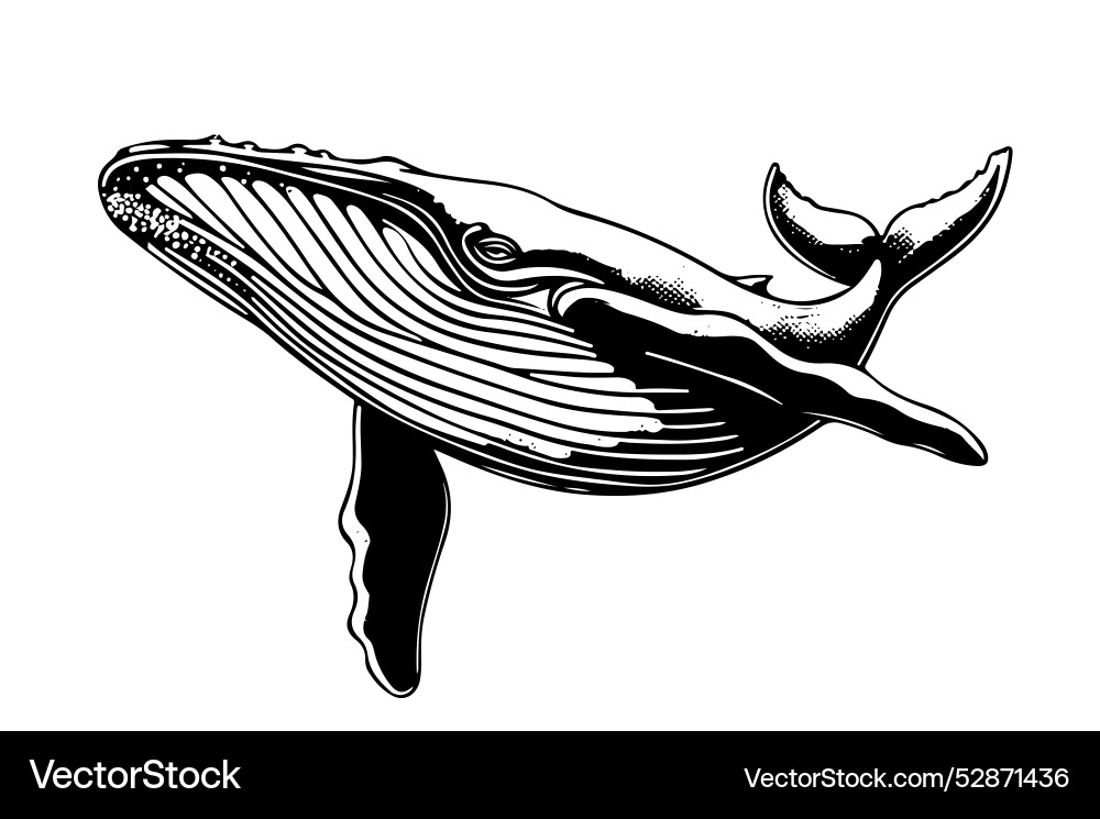 Hand drawn of humpback whale Royalty Free Vector Image