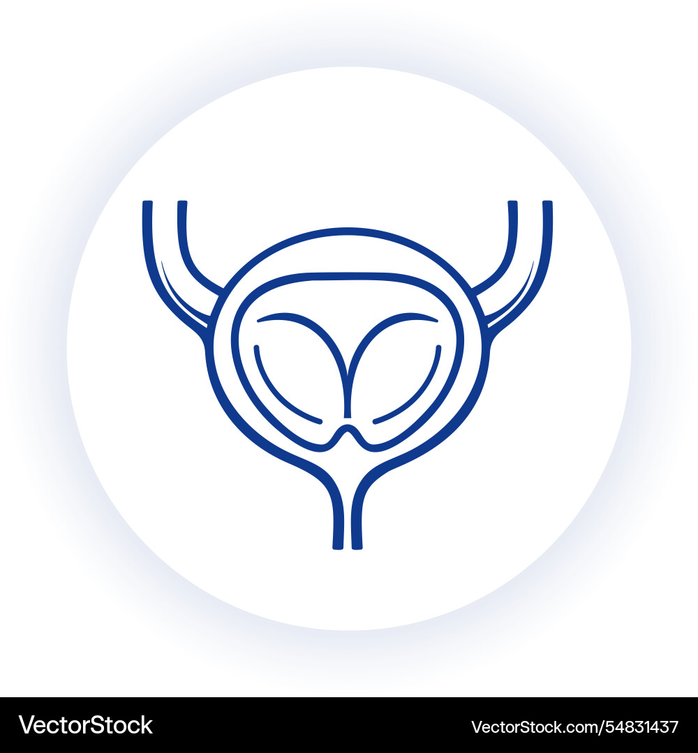 Human bladder icon anatomy Royalty Free Vector Image