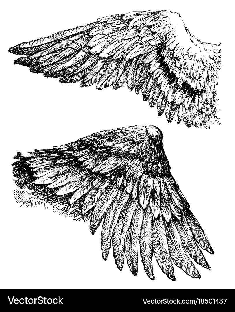 Wings drawing Royalty Free Vector Image - VectorStock