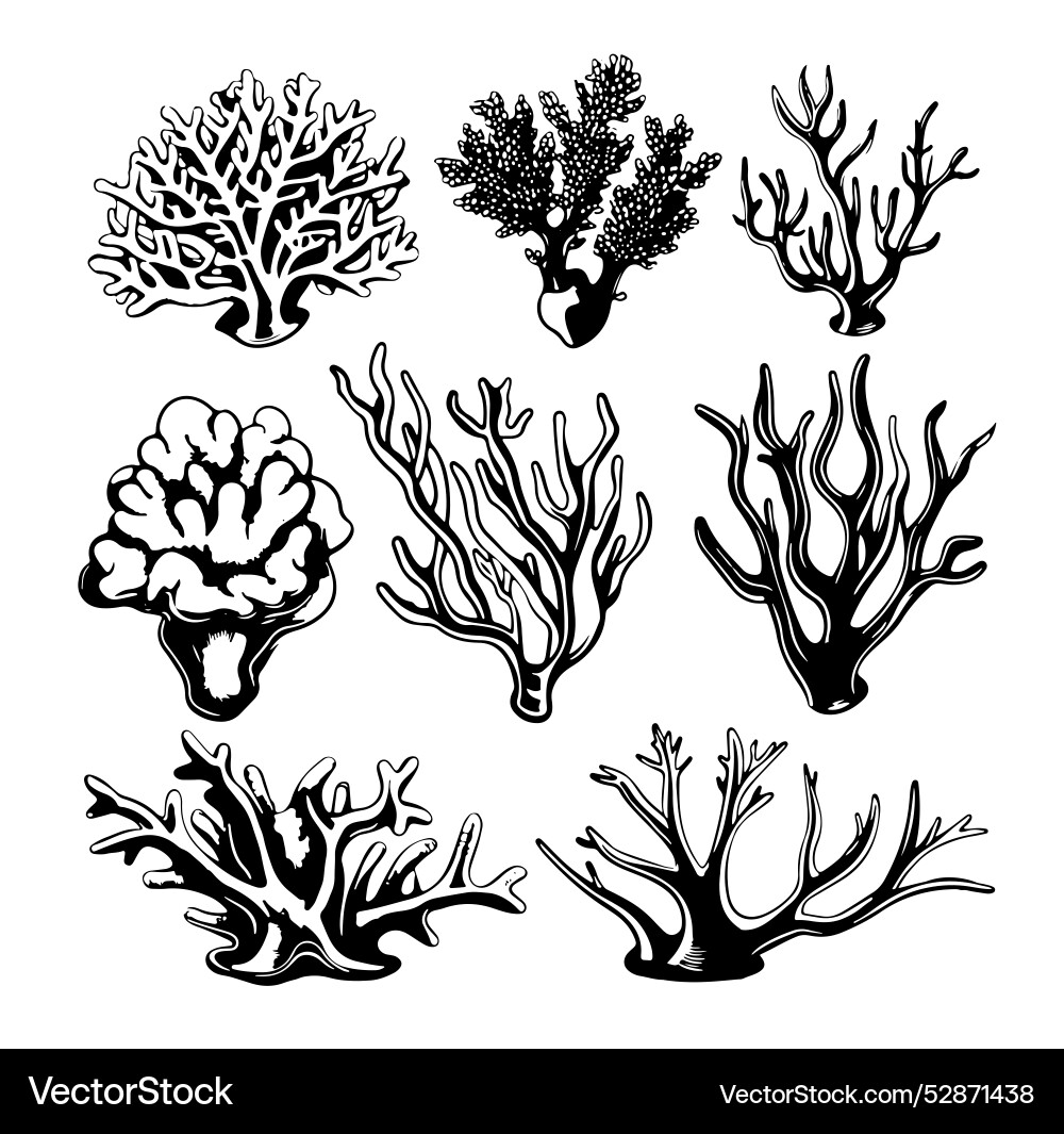 Coral Reef Collection Royalty Free Vector Image