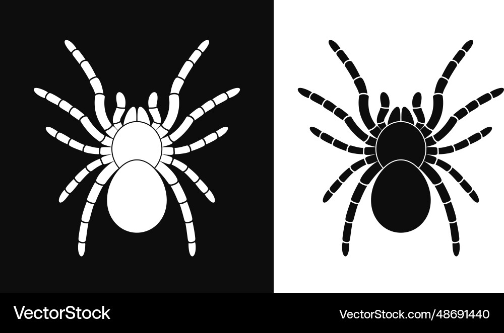 Tarantula Royalty Free Vector Image - VectorStock