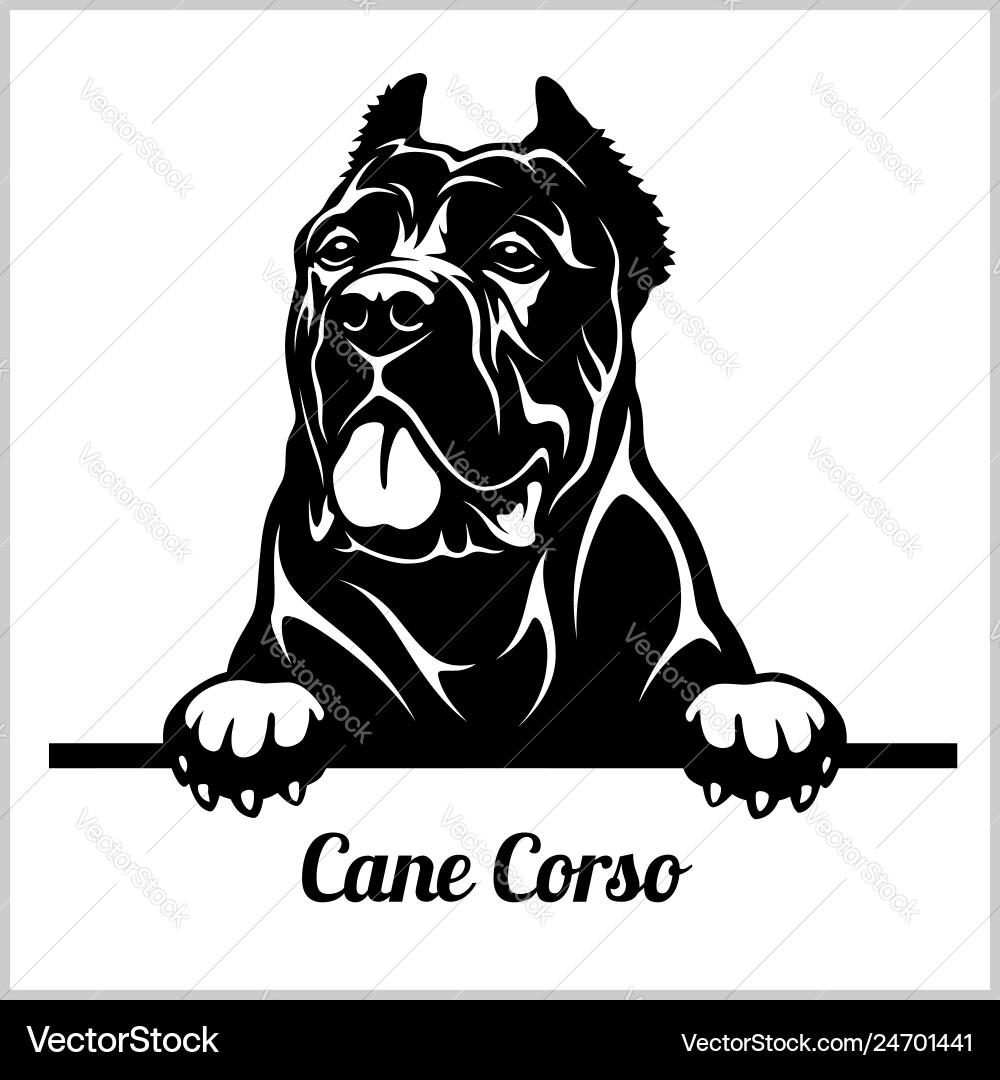 Cane corso - peeking dogs breed face head Vector Image