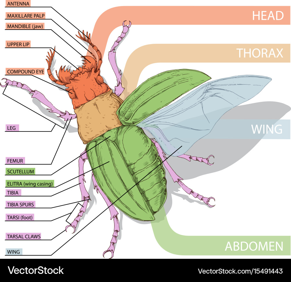 Diagram of the beetle tutorial realistic Vector Image