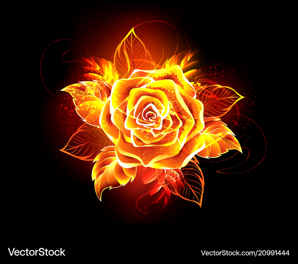 Blooming fire rose Royalty Free Vector Image - VectorStock
