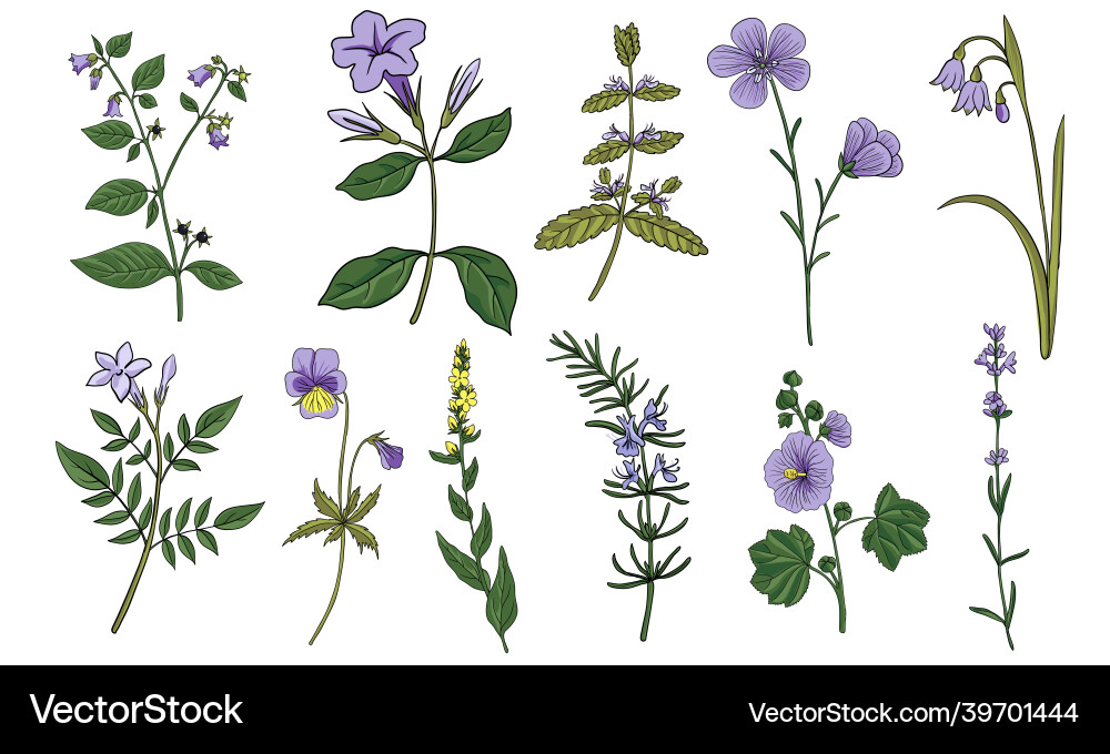 Drawing medicinal plants Royalty Free Vector Image