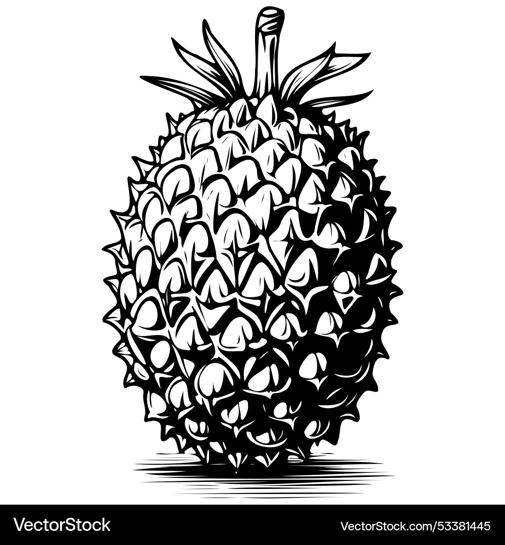 Durian monochrome hand drawn fruit transparent Vector Image