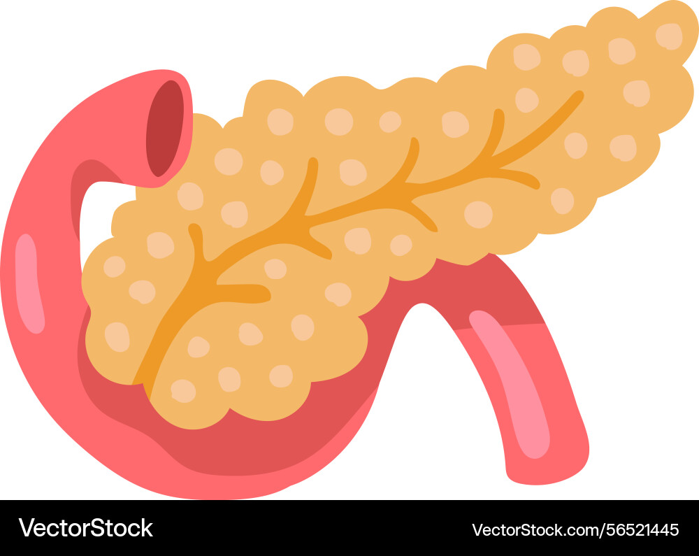Pancreatic duct receiving digestive enzymes from Vector Image