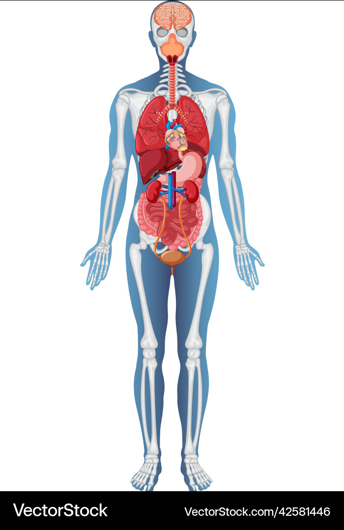 Anatomy Structure Of Human Body Scientists Propose New Human Body