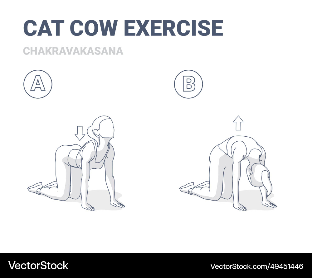 Cat cow exercise black and white guidance Vector Image