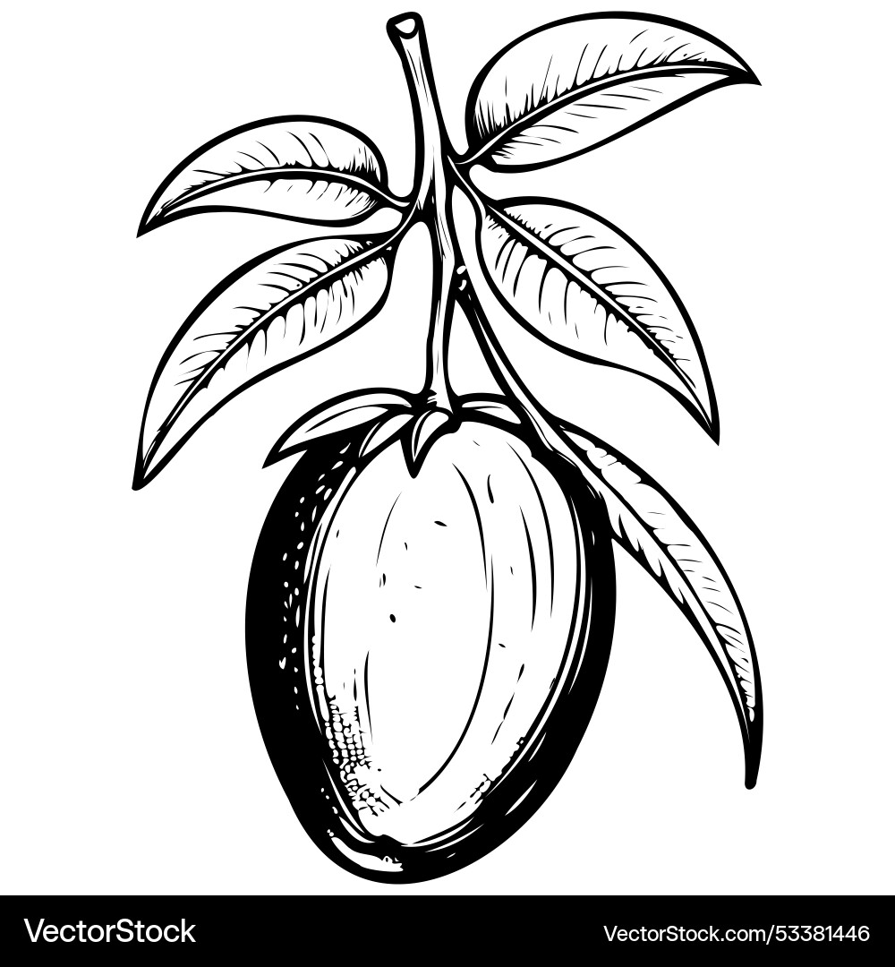 Early gold mango isolated hand drawn fruit Vector Image