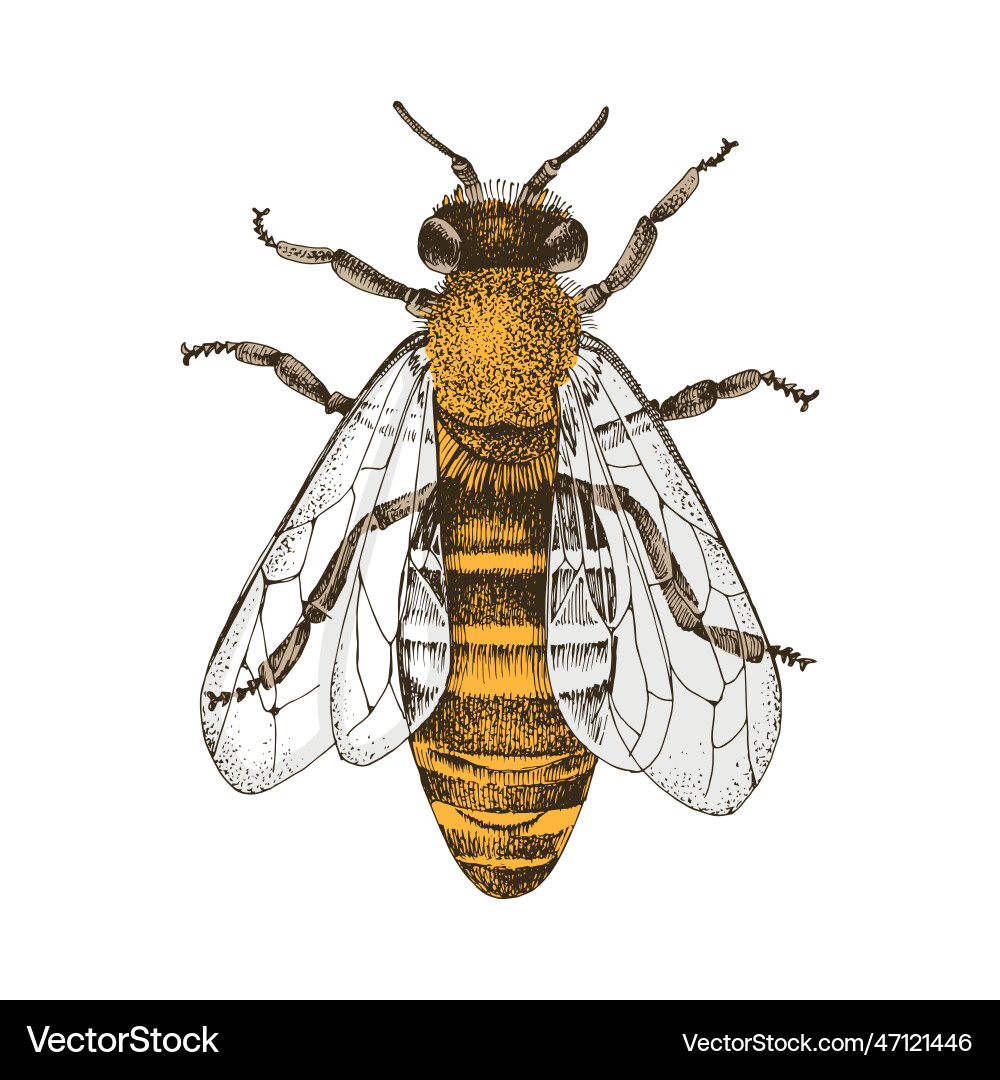 Front view bee Royalty Free Vector Image - VectorStock