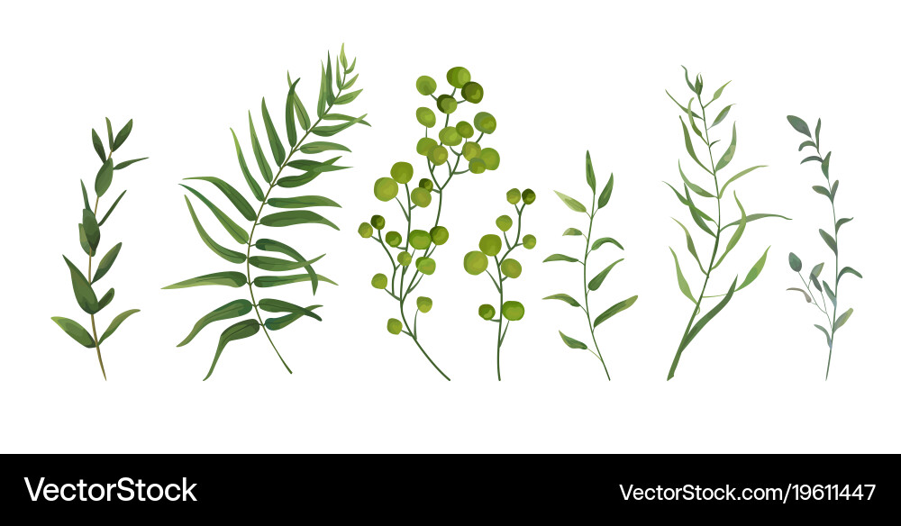 Designer elements set of green forest plants herb Vector Image
