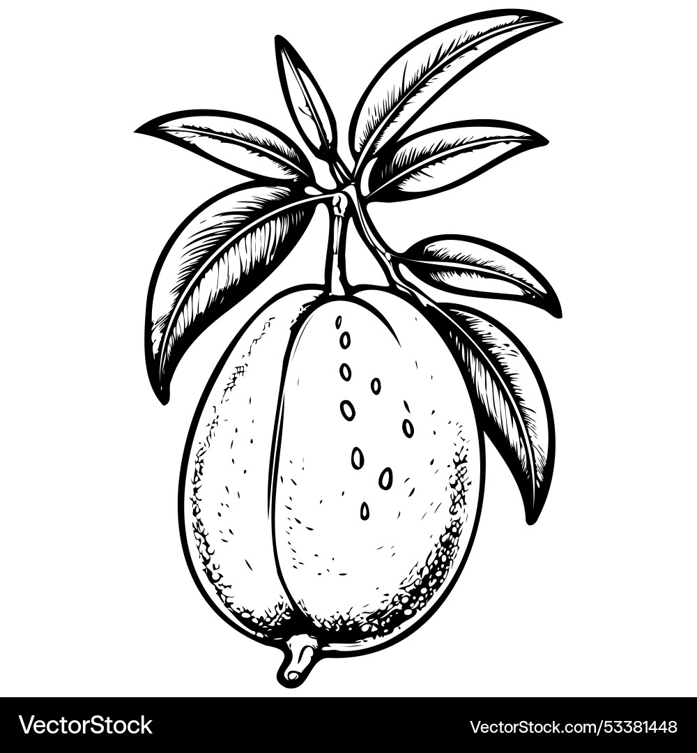 Early gold mango sketches hand drawn fruit Vector Image