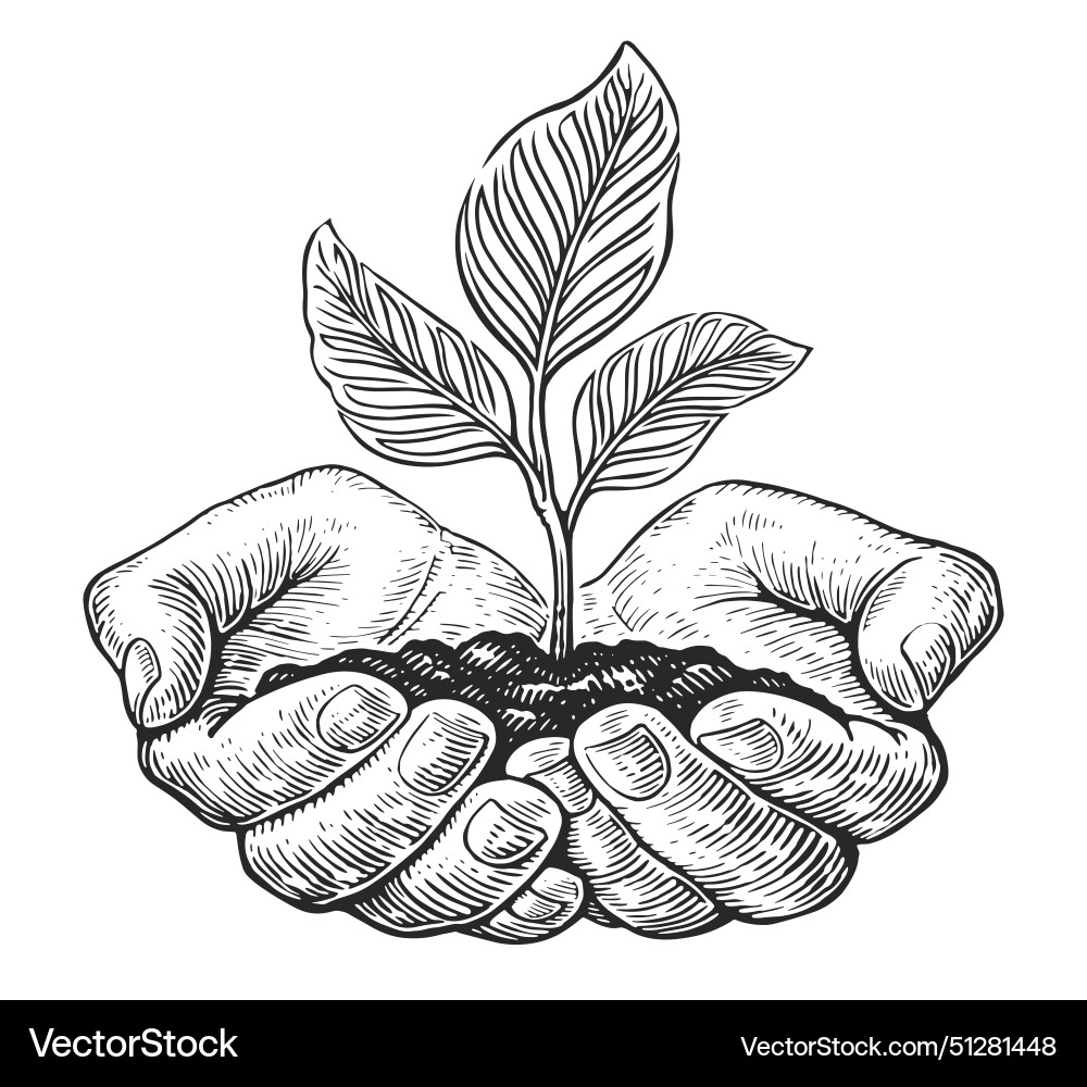 Small young plant seedling in hands Royalty Free Vector
