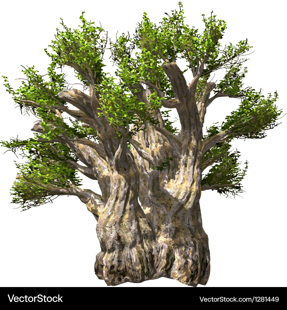 Baobab tree isolated Royalty Free Vector Image