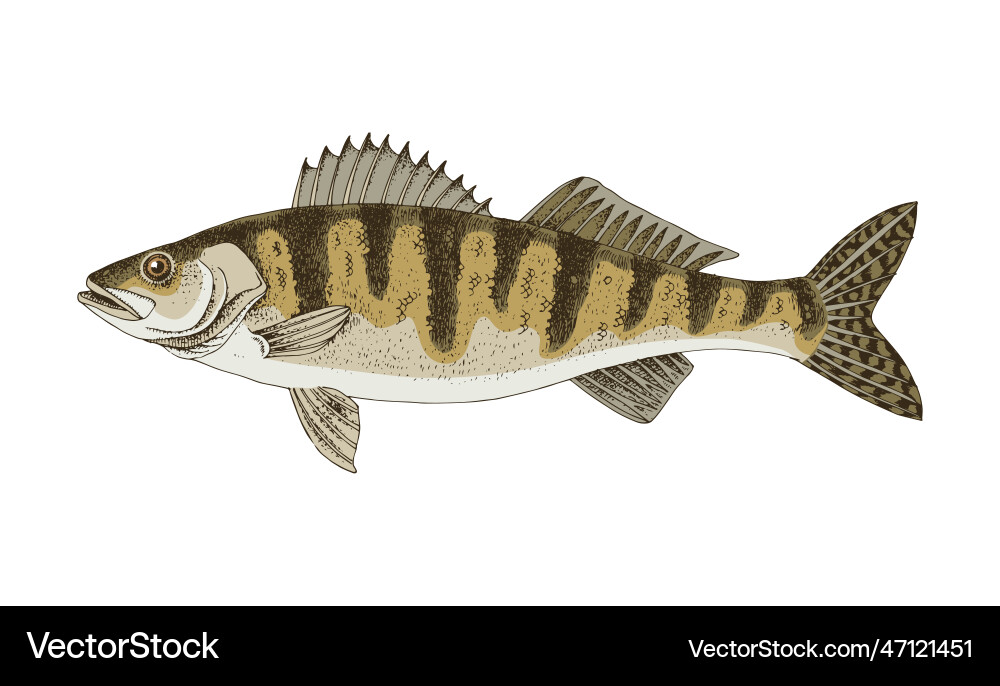 Walleye Fish - Freshwater Predator Royalty Free Vector Image