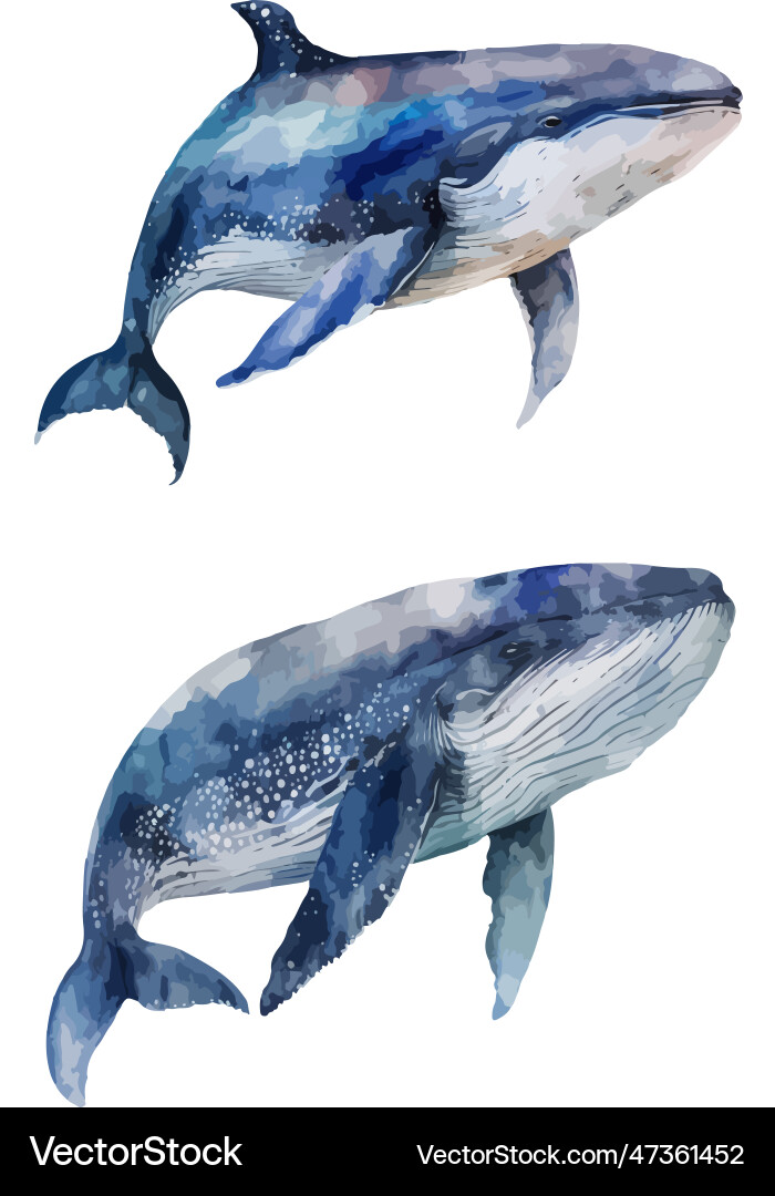 Watercolor Whale Clip Art Royalty Free Vector Image