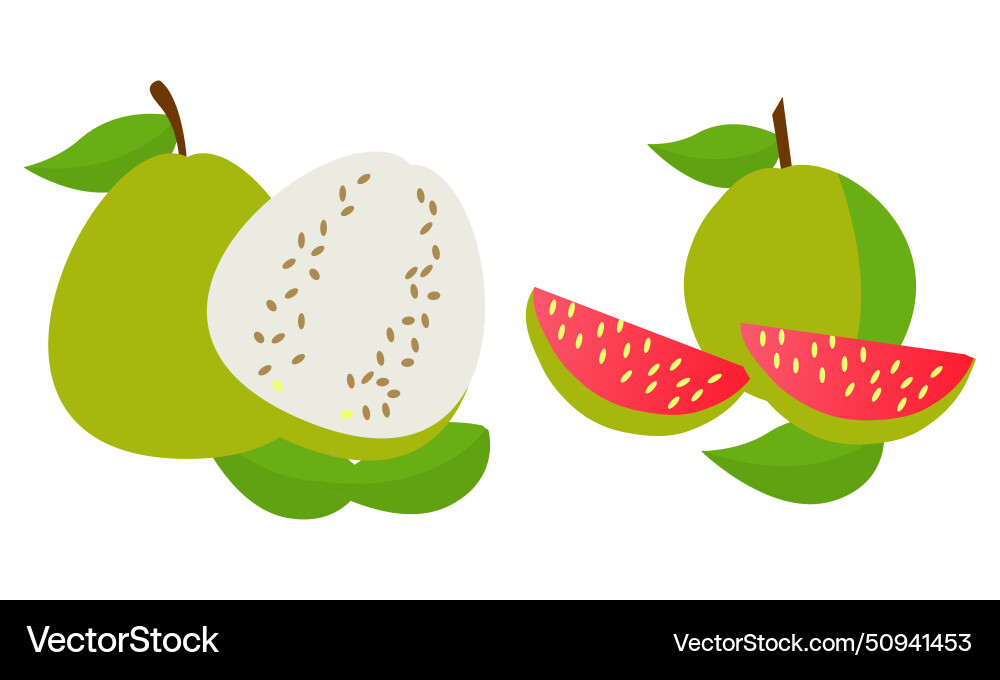 Guava design and bundle Royalty Free Vector Image