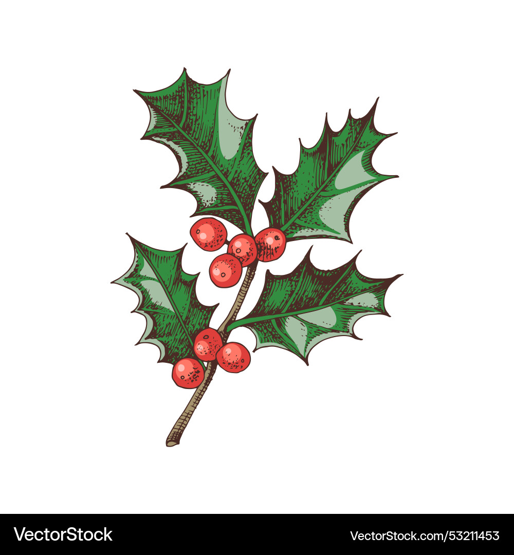 Holly berry colorful branch Royalty Free Vector Image