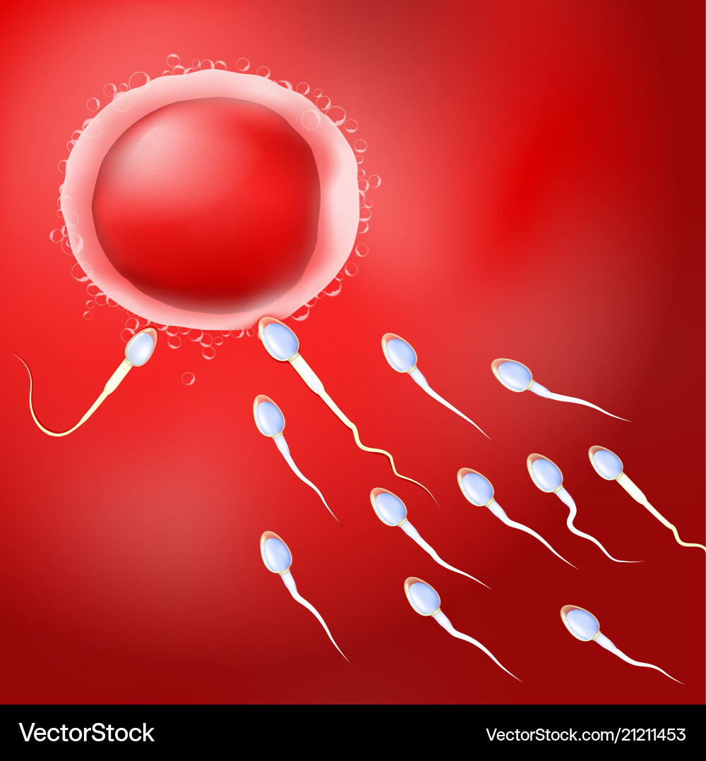 Sperm Human Diagram Vector Images (over 300) Sperm Human Diagram Vector Images (over 300)