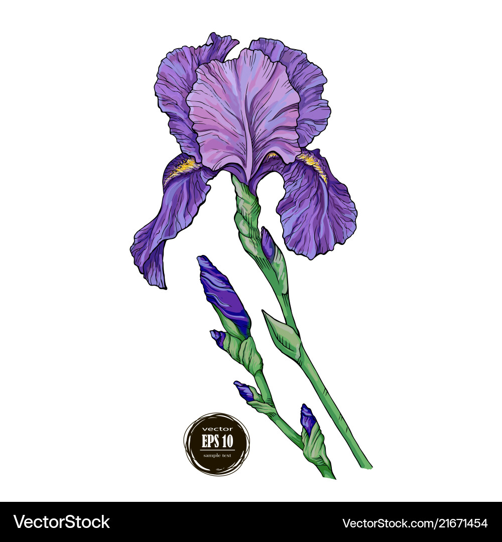 Beautiful iris flower on white background Vector Image