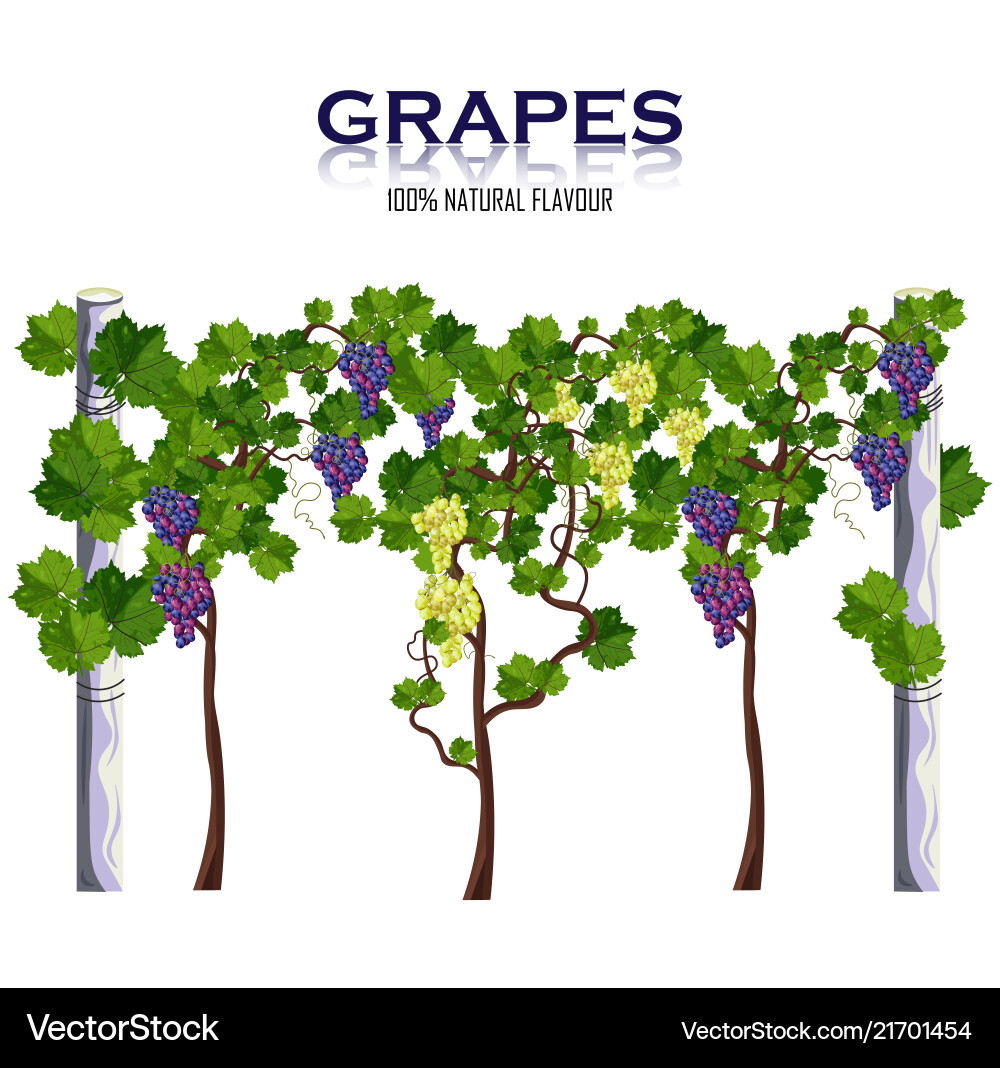 Grapes vine isolated on white growing Royalty Free Vector