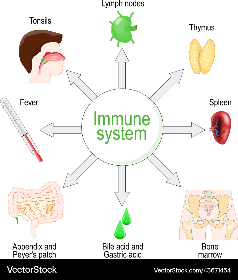 Immune System Organs And Their Functions