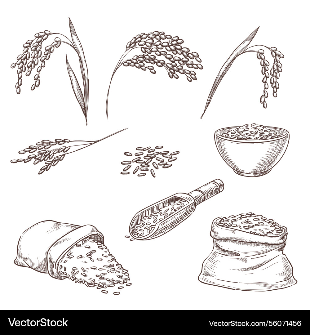 Rice cereal spikelets grain in sack porridge Vector Image
