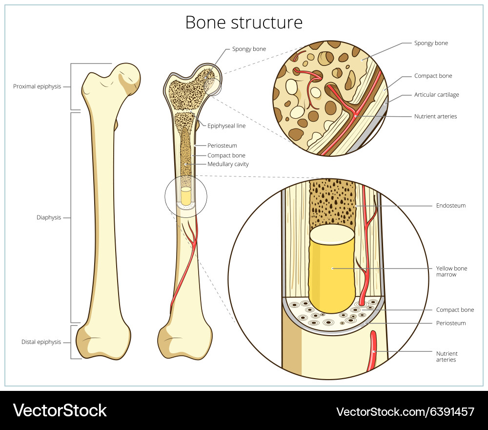 Bone structure medical educational Royalty Free Vector Image