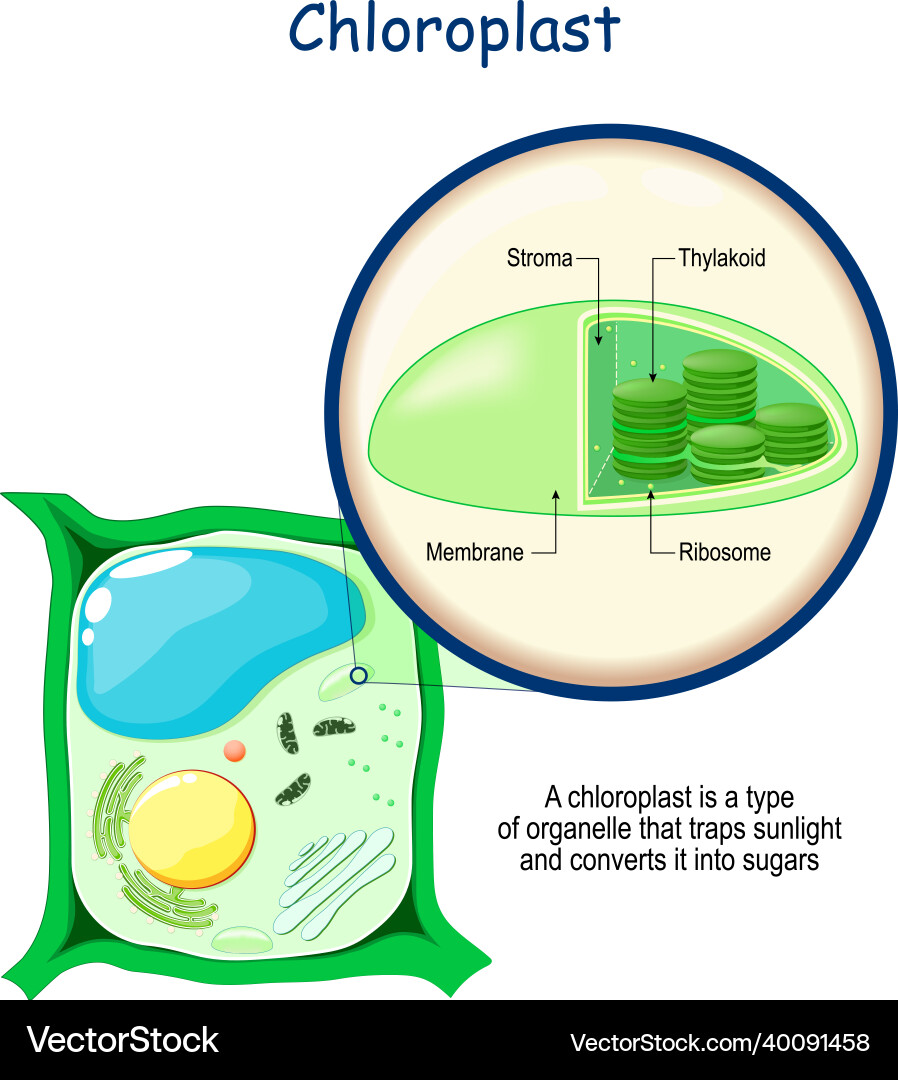 Chloroplast Structure - Plant Cell Royalty Free Vector Image