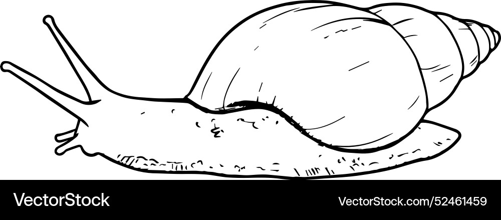Snail line art Royalty Free Vector Image - VectorStock