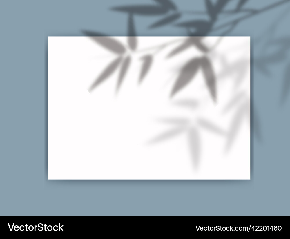 A4 paper mockup with overlay leaf shadow from Vector Image