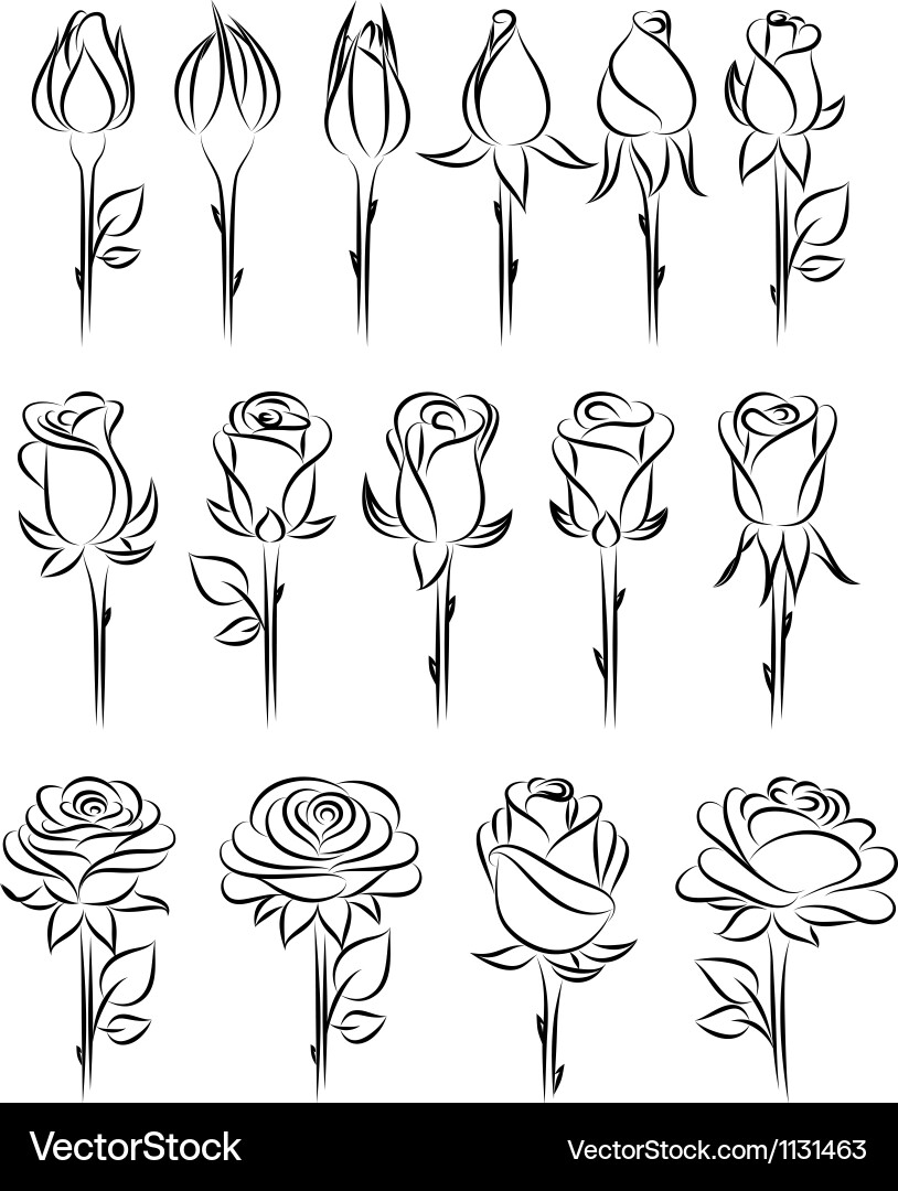 Set of roses Royalty Free Vector Image - VectorStock
