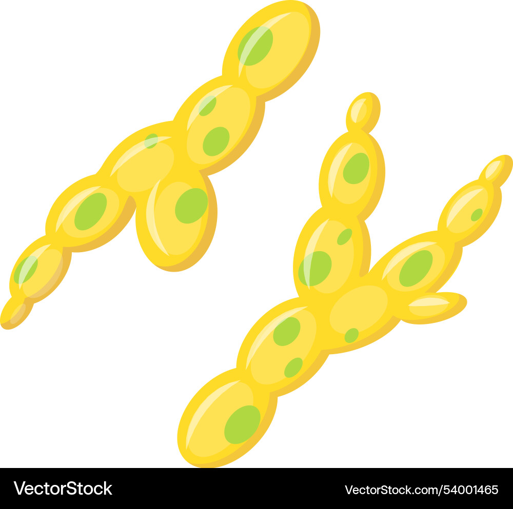 Candida albicans yeast causing candidiasis Vector Image