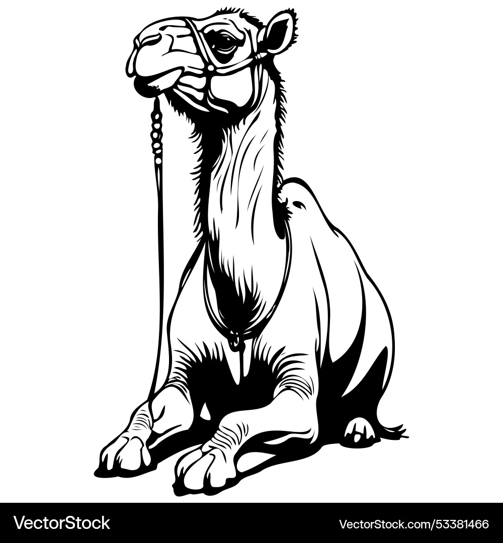 Engrave bactrian camel sitting drawing black Vector Image