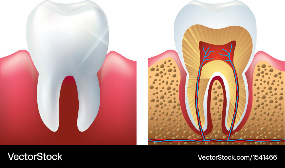 Tooth cut Royalty Free Vector Image - VectorStock