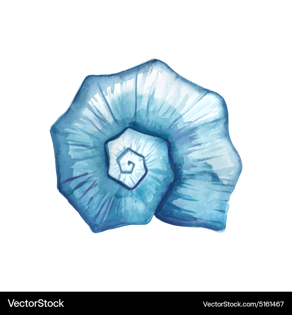 Watercolor Seashell Spiral Royalty Free Vector Image