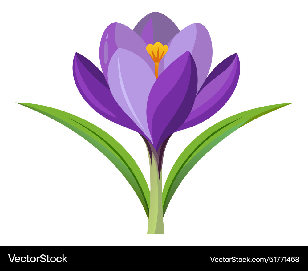 Crocus flower flat on white background Royalty Free Vector