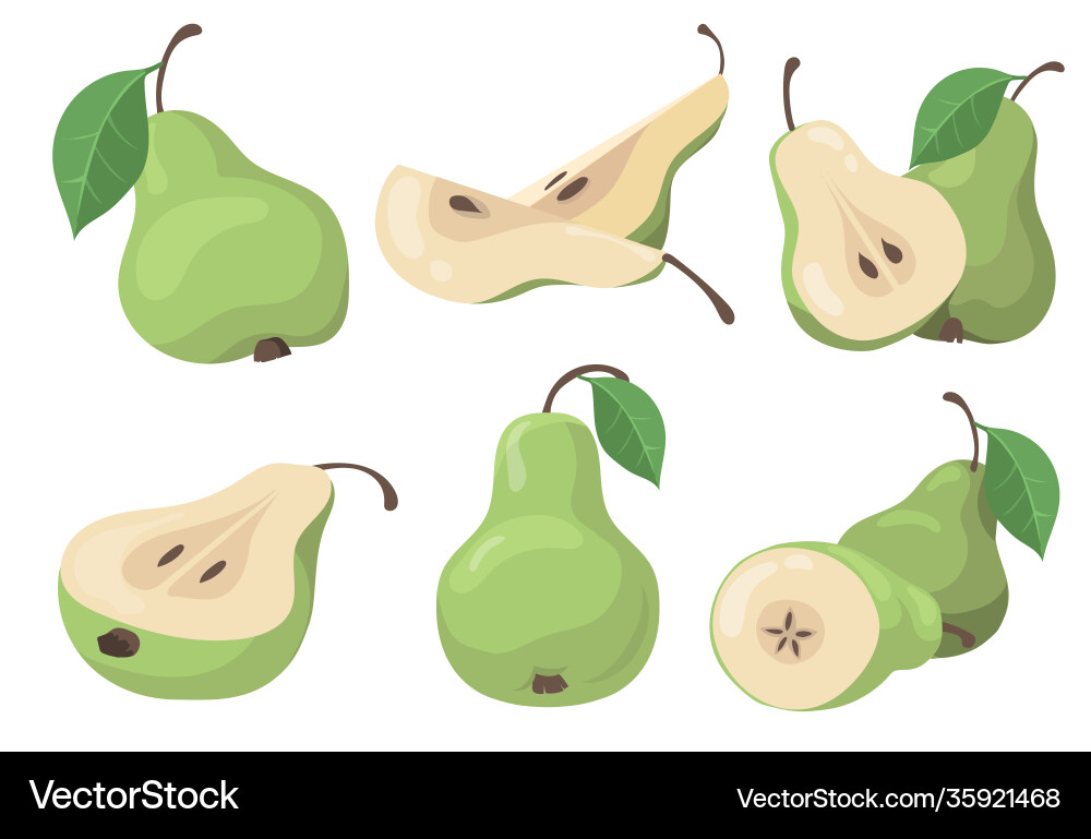 Fresh pears set Royalty Free Vector Image - VectorStock
