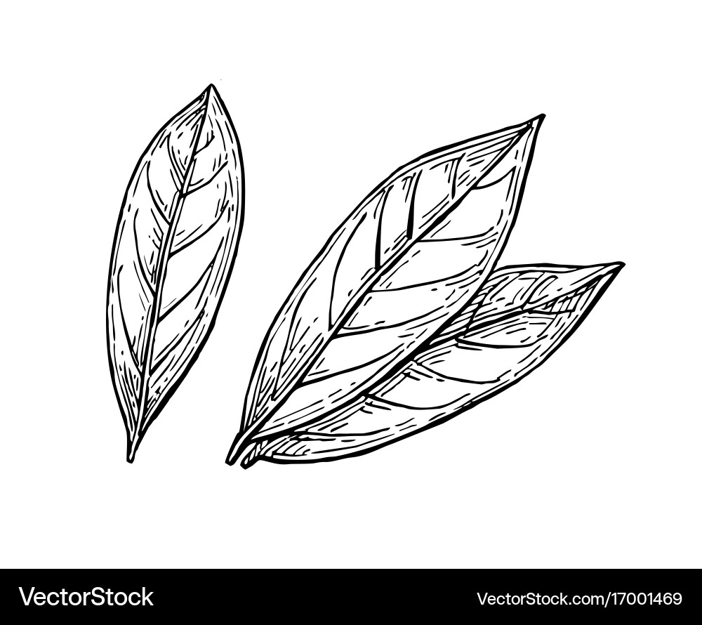 Bay leaves ink sketch Royalty Free Vector Image