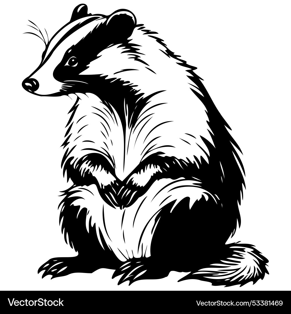 Engrave badger sitting drawing black silhouette Vector Image