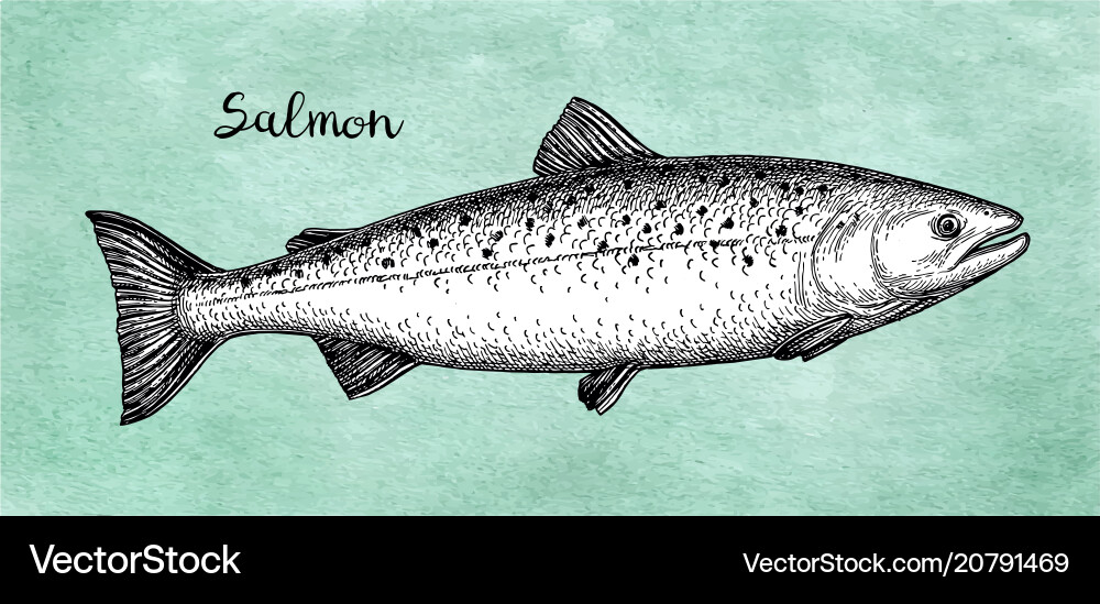 Ink sketch of salmon Royalty Free Vector Image