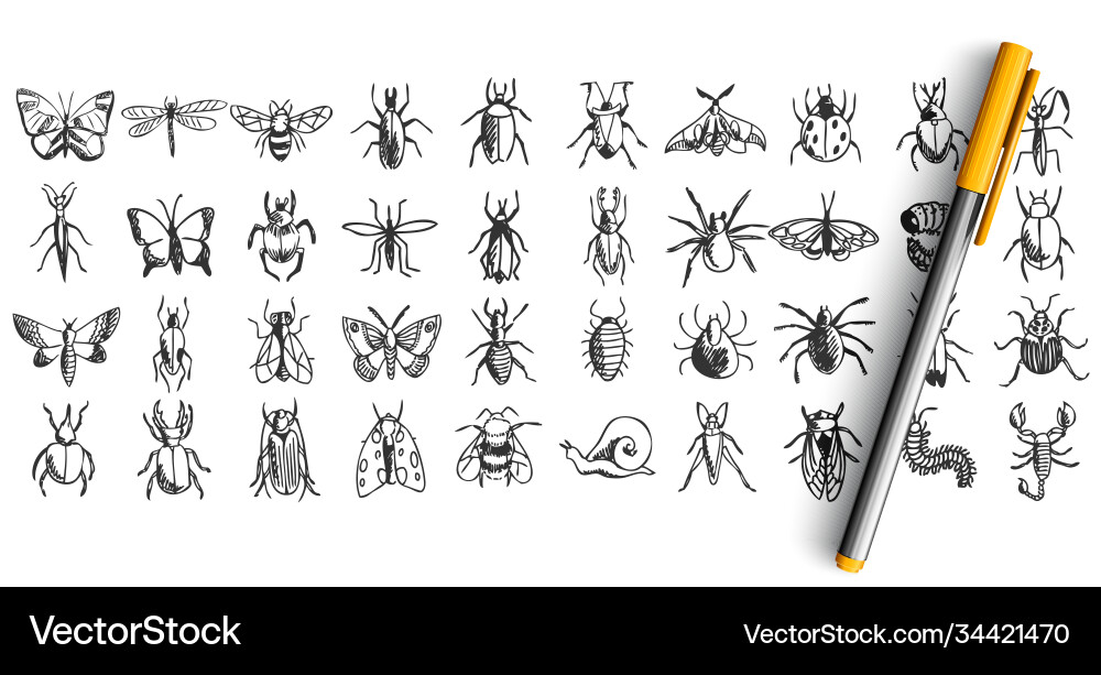 Insect Sketch Collection Royalty Free Vector Image