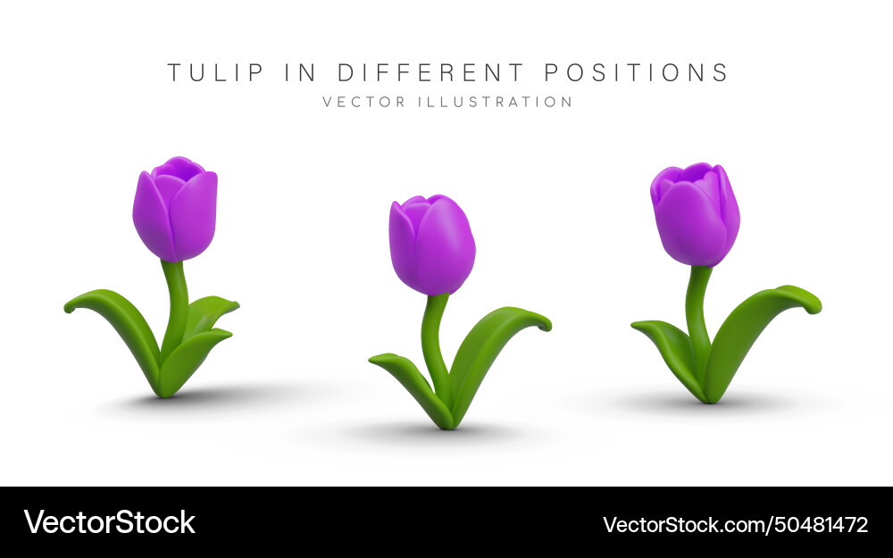 3d tulip in different positions spring Royalty Free Vector